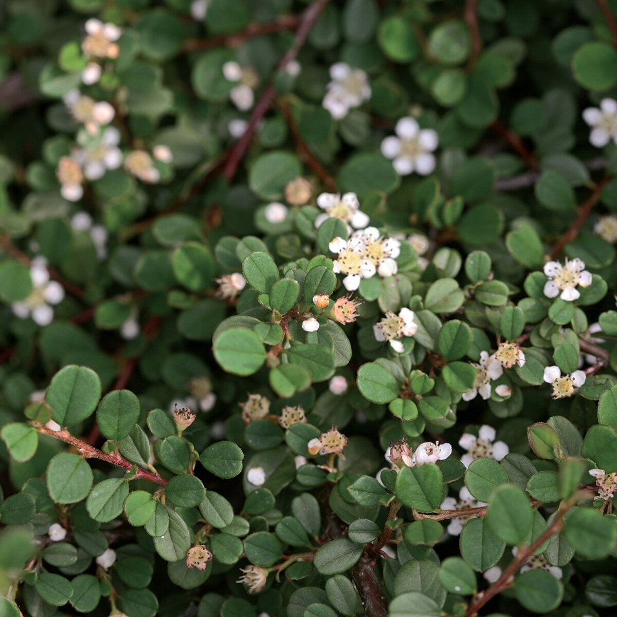 Cotoneaster Procumbens Color Choice Gerald Little Dipper Cotoneaster | SiteOne US